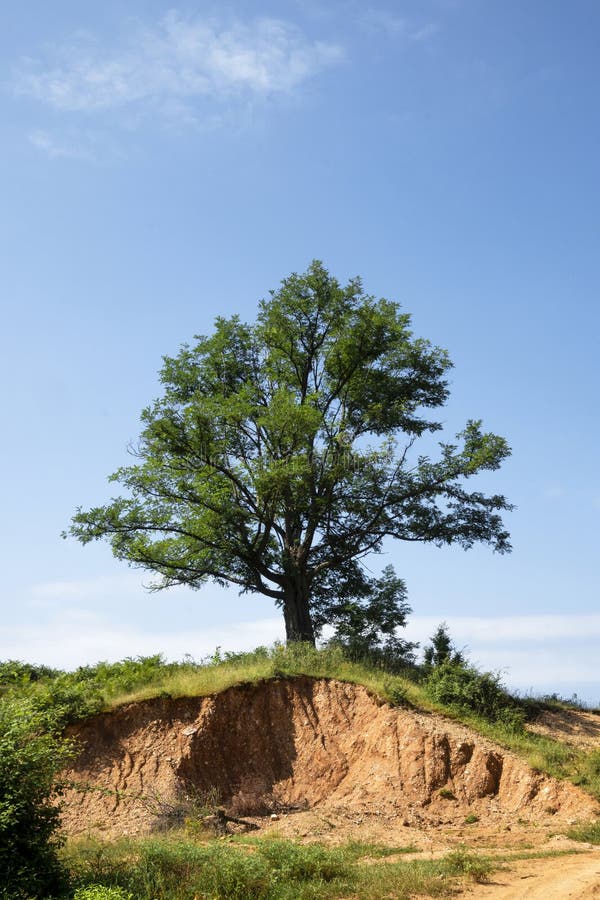 Big Tree on the Hill with Unstable Ground Stock Image - Image of ...