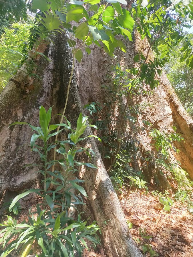 Hundred Year Old Acacia Trees, City of Dumaguete, Philippines Stock ...