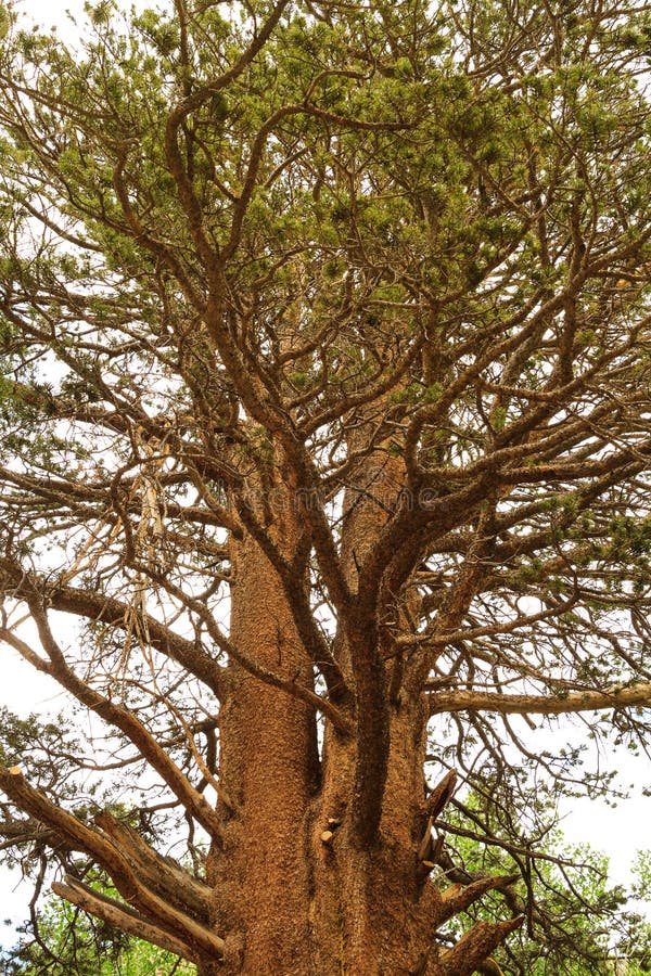 Big Tree in Inyo Park, California Stock Image - Image of inyo, tree ...