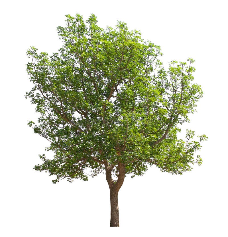 Tree Line Isolate on White Background Stock Photo - Image of spring ...