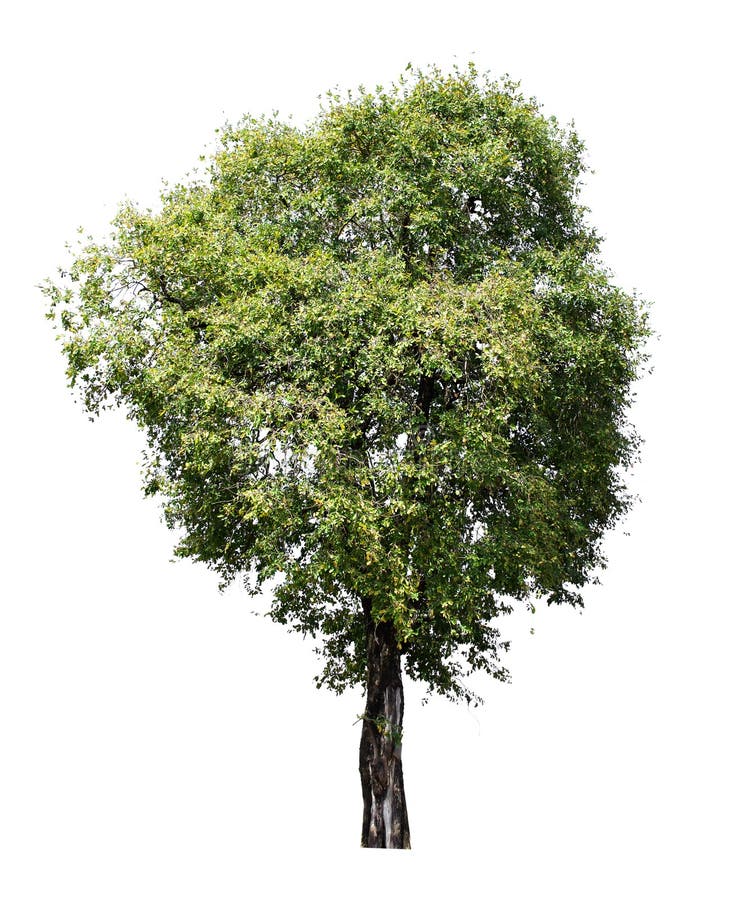 Tree Line Isolate on White Background Stock Photo - Image of spring ...