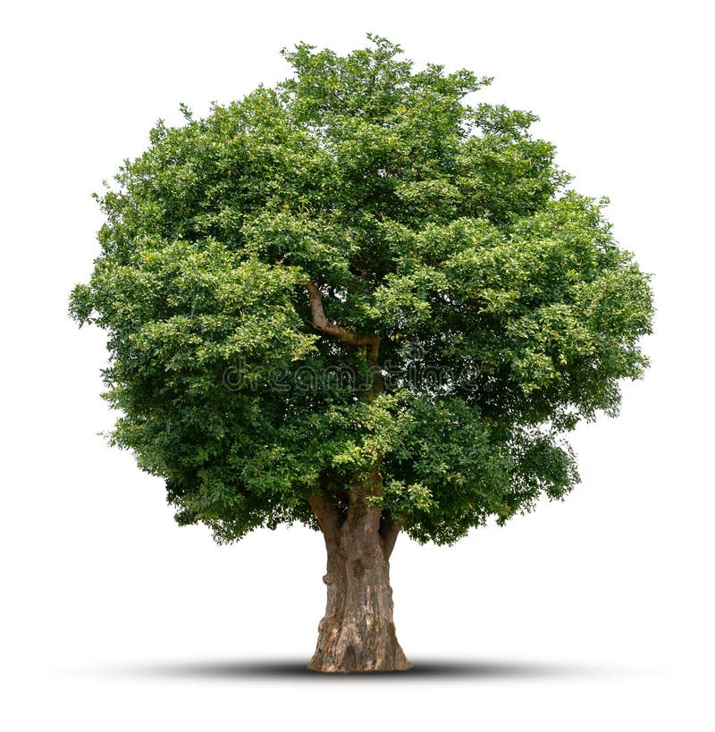 Big Tree Isolate on White Background Stock Photo - Image of isolated ...