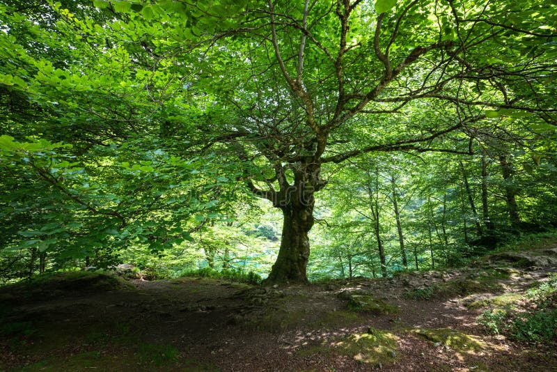 Big Tree Isolated in the Forest Stock Photo - Image of environment ...
