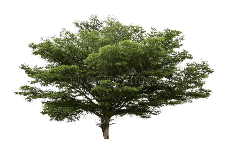 Big Tree Isolated on White Background Stock Image - Image of forest ...