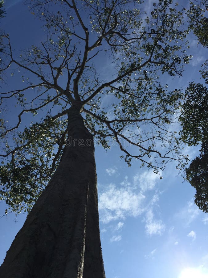 Big Tree with Its Greatness through Its Bottom Stock Image - Image of ...