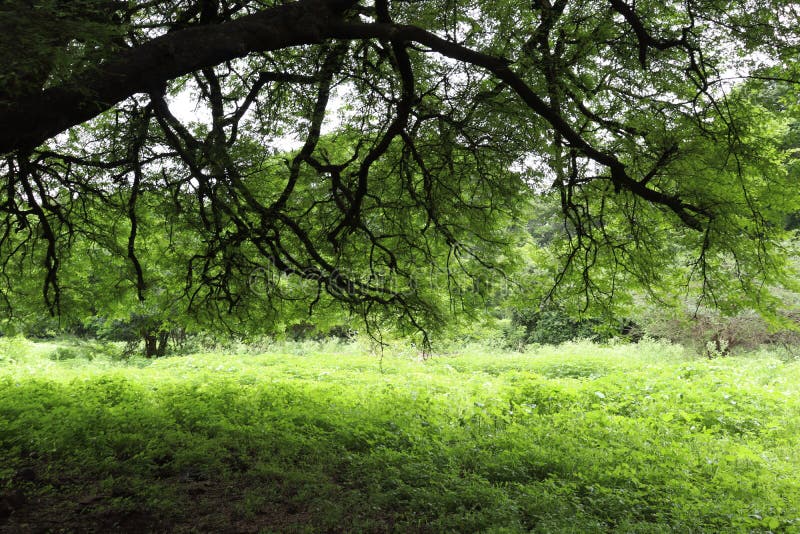 A Big Tree and Its Shadow on Green Grass, Park Stock Photo - Image of ...