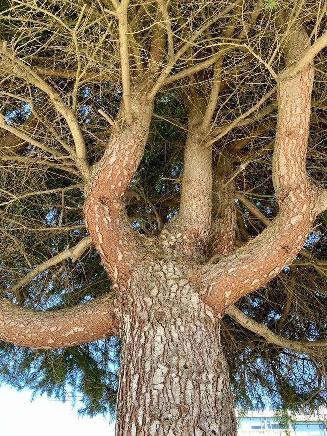 Remarkable Tree with Special Shape Stock Image - Image of tree ...