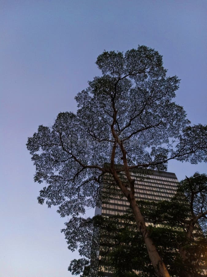 Big Tree in Jakarta Indonesia Looks Beautiful Stock Image - Image of ...