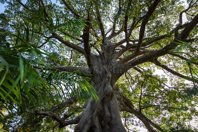 Big Tree in Jungle in Gambia Stock Photo - Image of outdoors, landscape ...