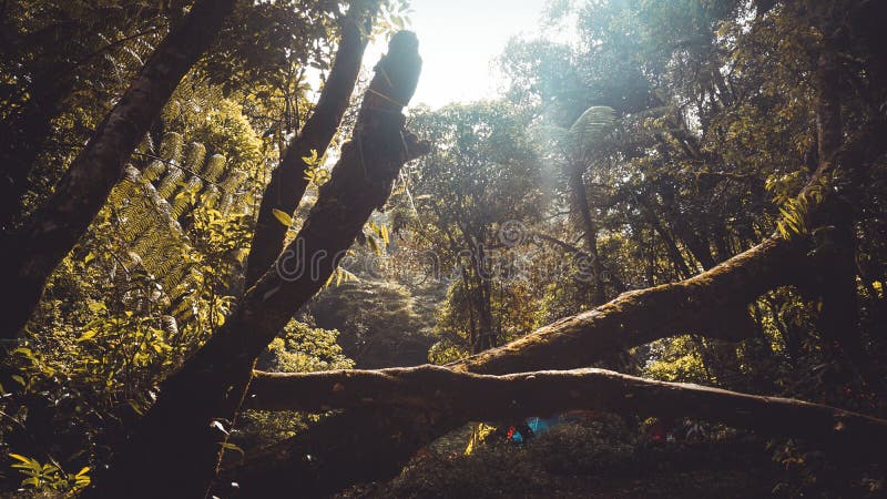 Big Tree in the Jungle stock image. Image of darkness - 260096193
