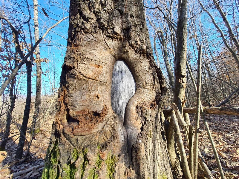 Big tree with a knot stock photo. Image of cold, seasonal - 305814748