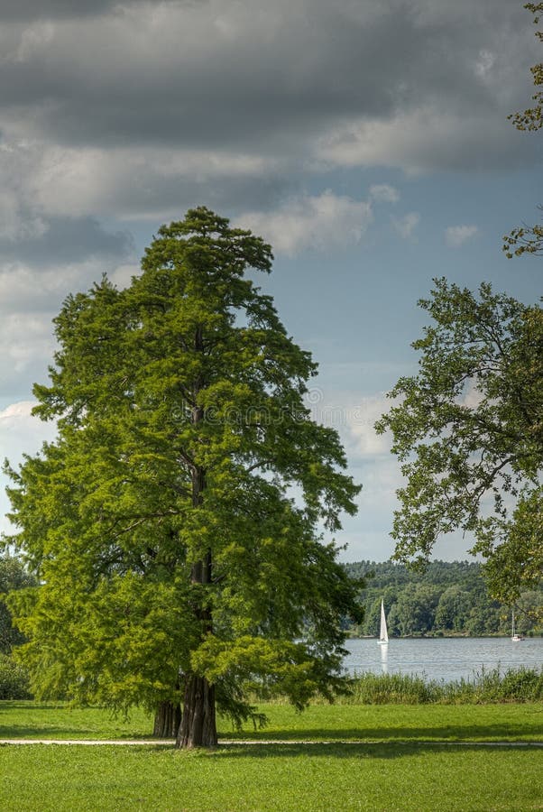 Big tree on lake depths stock photo. Image of crown, lake - 36780728