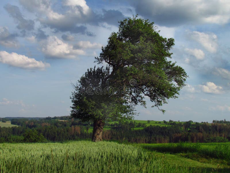 Big Tree in Landscape with Dramatic Clouds, Nice Country, Czech ...