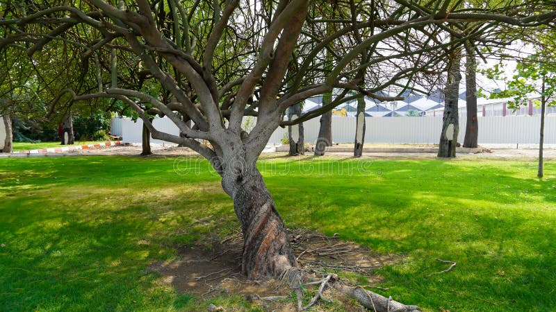 A Big Tree with Large Branches and Strange Trunk in a Park Stock Image ...