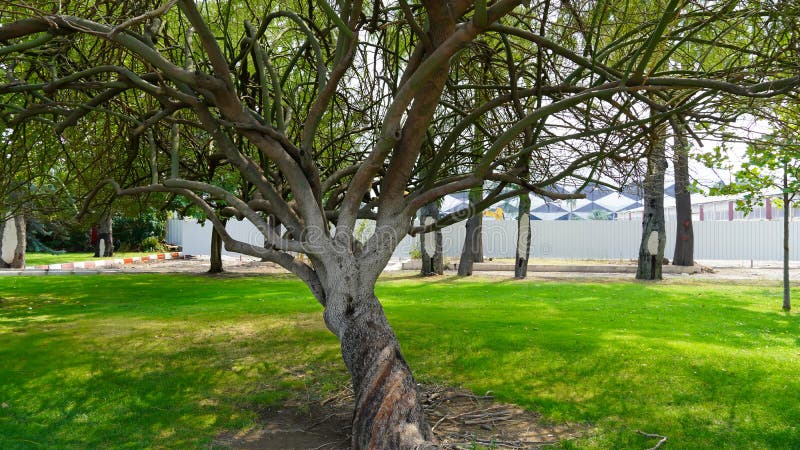 A Big Tree with Large Branches and Strange Trunk in a Park Stock Image ...