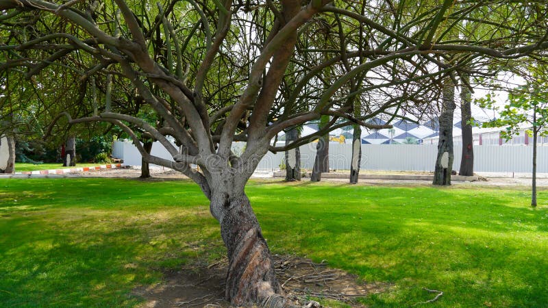 A Big Tree with Large Branches and Strange Trunk in a Park Stock Photo ...