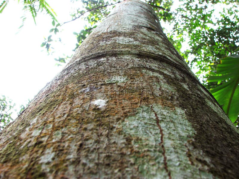 Closeup of a Large Tree with Rough Trunk Stock Photo - Image of texture ...