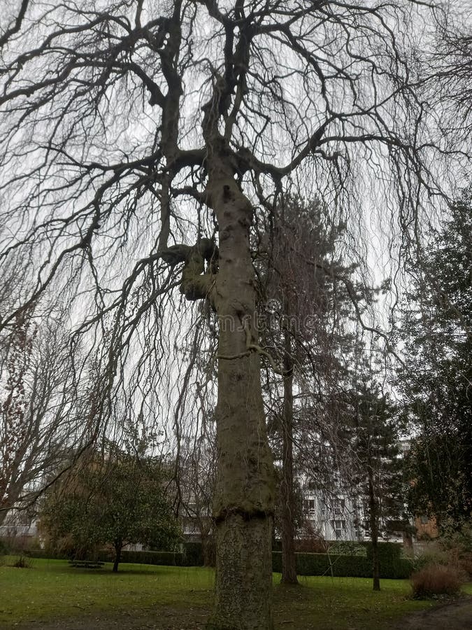 Big tree without leaf stock image. Image of flower, leaf - 263737297