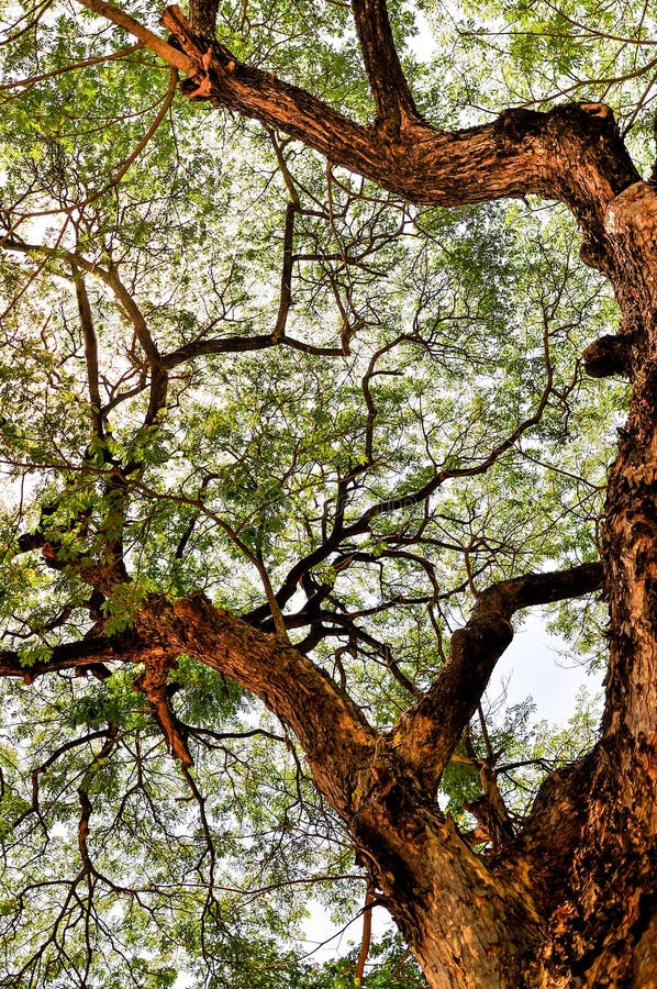 Big tree with leaf stock image. Image of branch, color - 41204249