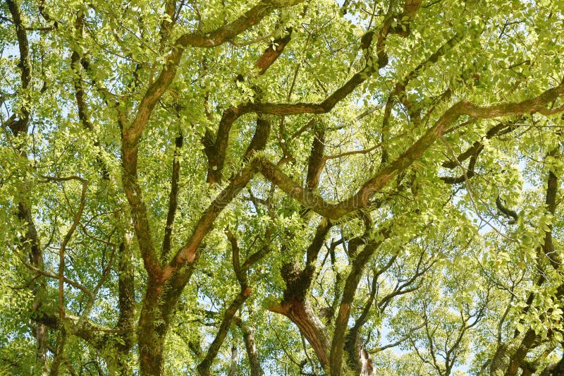 Big Tree Leaf and Branch Blowing from Wind in Summer Day Stock Photo ...