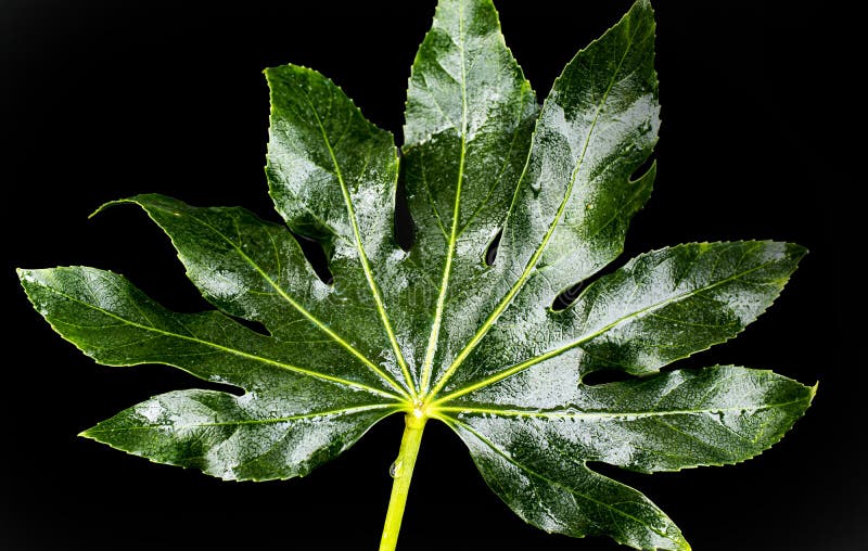 Big Tree Leaf in Green Color, Isolated on Black. Stock Photo - Image of ...