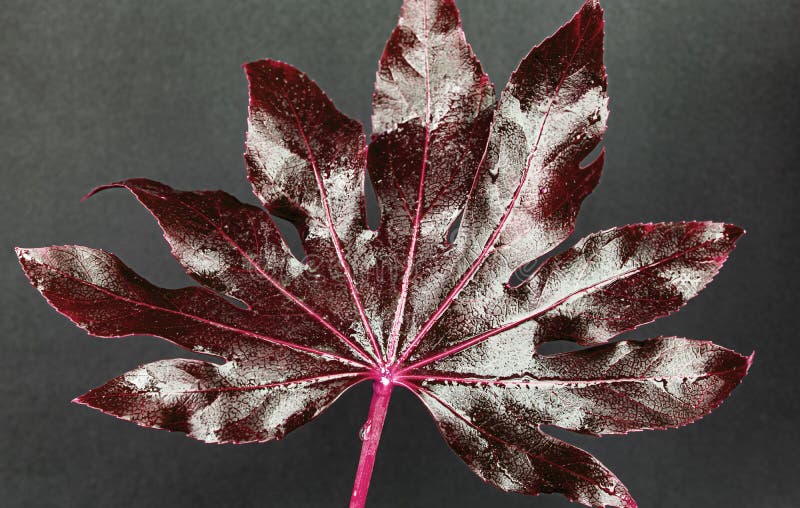 Big Tree Leaf in Red Color, Isolated on Black. Stock Photo - Image of ...