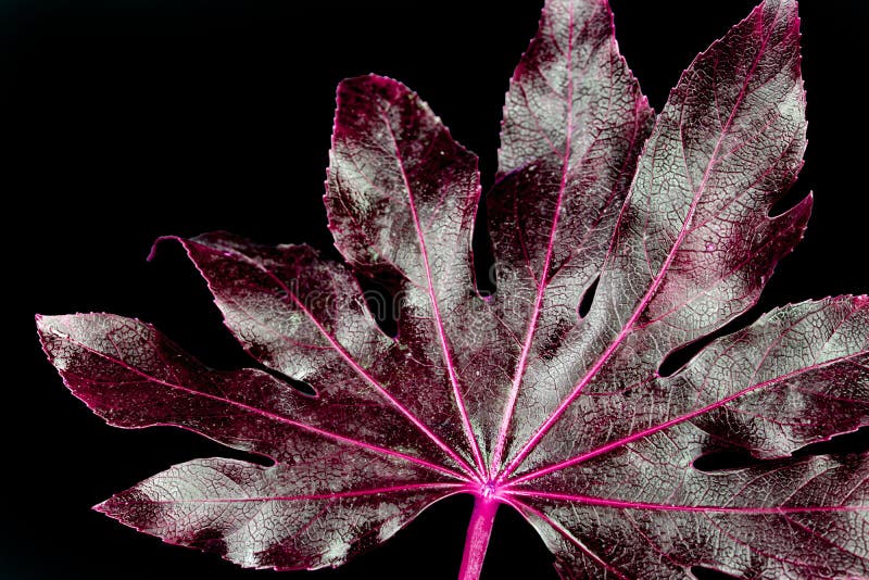 Big Tree Leaf in Red Color, Isolated on Black. Stock Photo - Image of ...