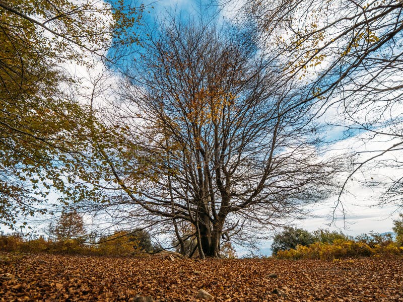 Big Tree without Leaves Against the Cloudy Blue Sky. Autumn Vertical ...