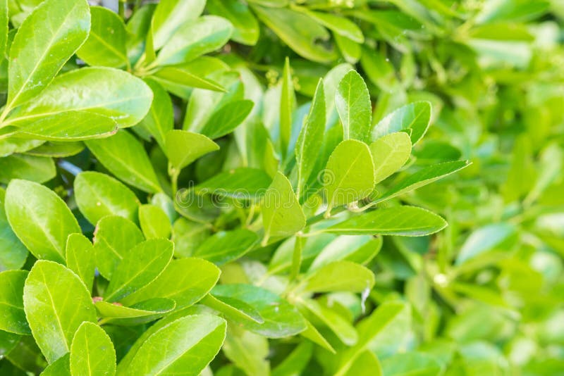 Big Tree Leaves. Beautiful Natural Background Stock Image - Image of ...