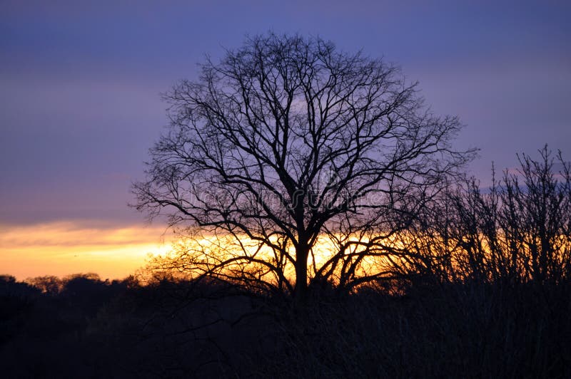 A Big Tree without Leaves and Sunset Stock Image - Image of black ...