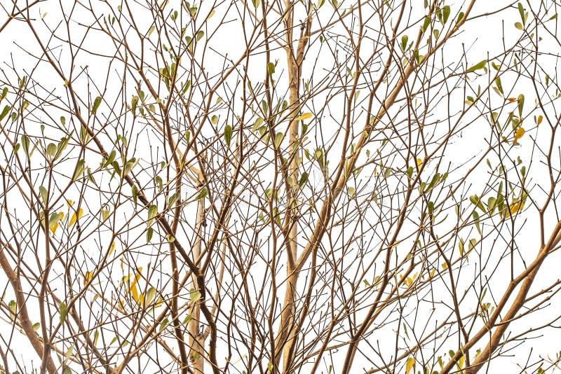 Big Tree without Leaves Sky Background Stock Photo - Image of park ...