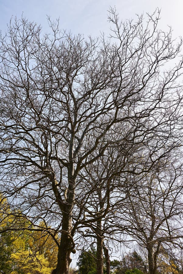 Big tree without leaves stock photo. Image of leaves - 70576646