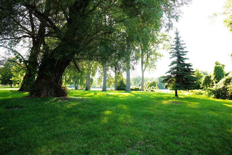 Big Tree Little Tree stock photo. Image of conifer, grass - 96249646