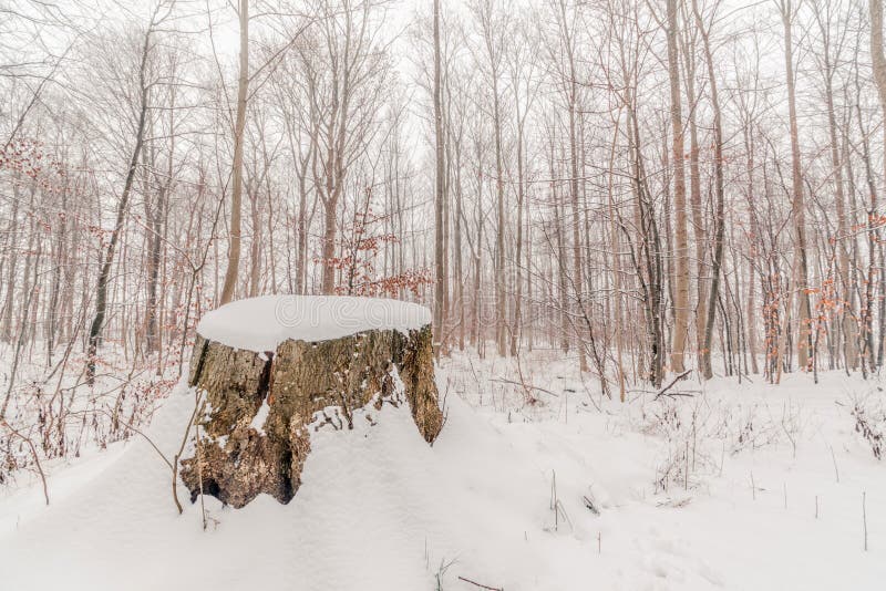 Big Tree Log Covered with Snow Stock Image - Image of grey, frost: 68499067