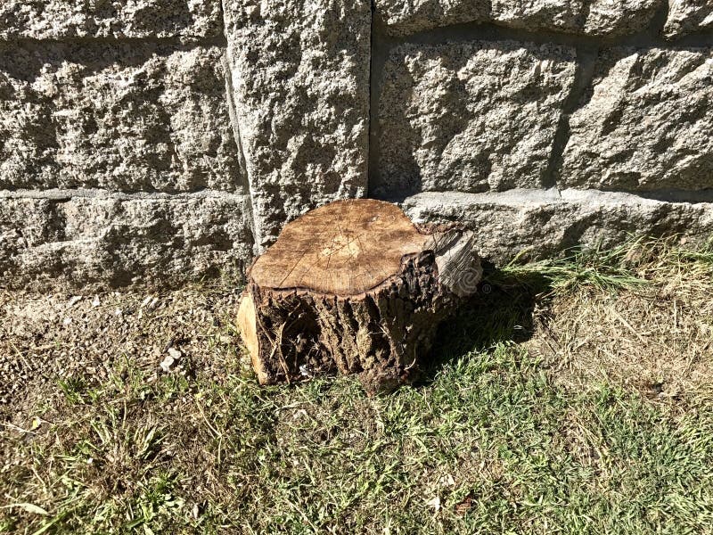 A Big Tree Log Laying on the Grass Near a Stone Wall Stock Image ...