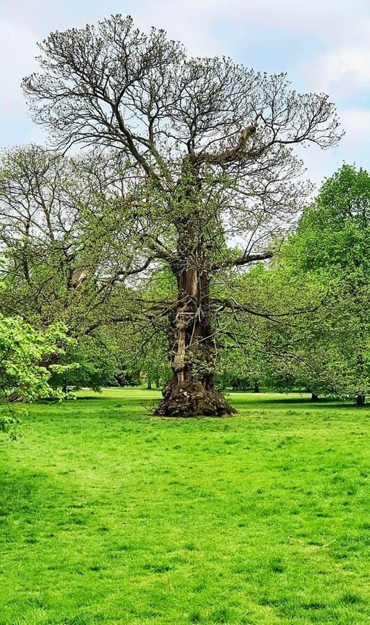 A Big Healthy Tree in a Green Field with Grass Stock Photo - Image of ...