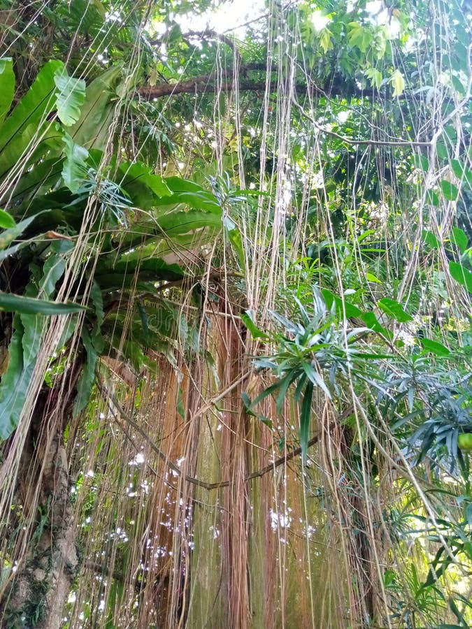 Big Tree with Long Dangling Rope Stock Photo - Image of tree, flower ...