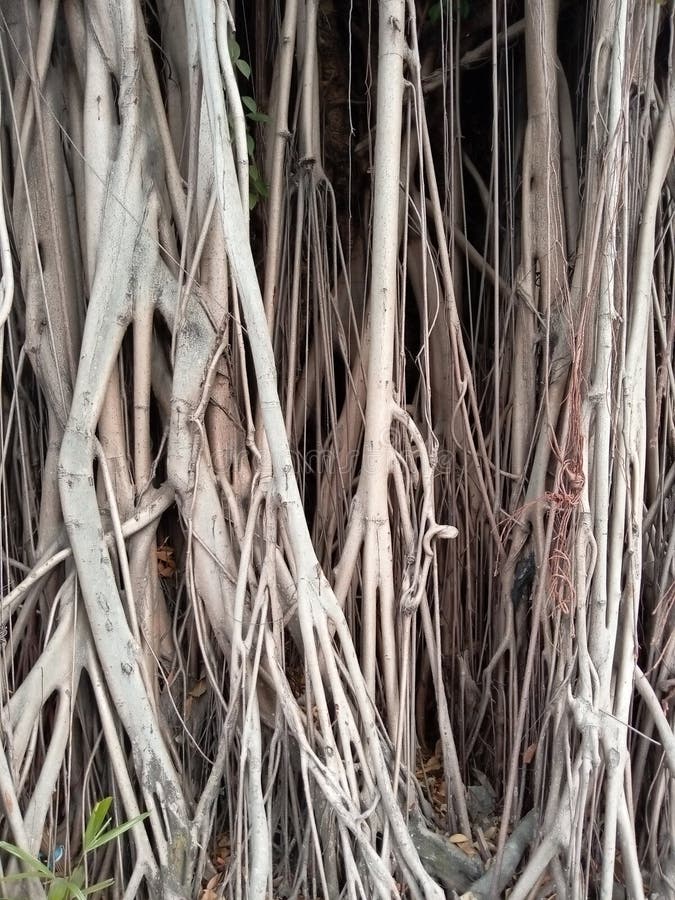 Big tree with long roots stock image. Image of wood - 294239923