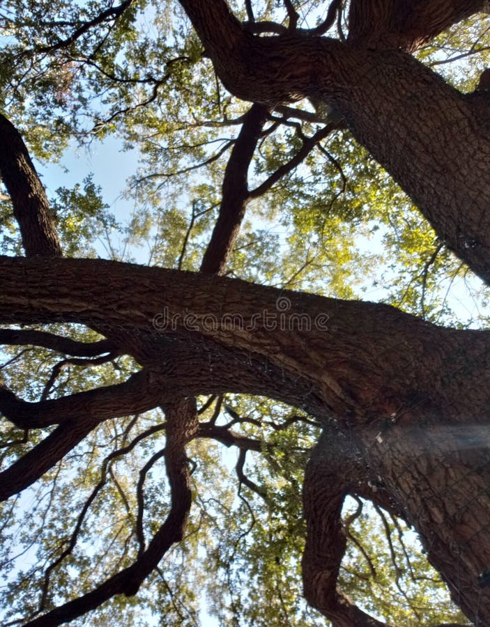 Big tree looking up stock photo. Image of outside, looking - 149531456