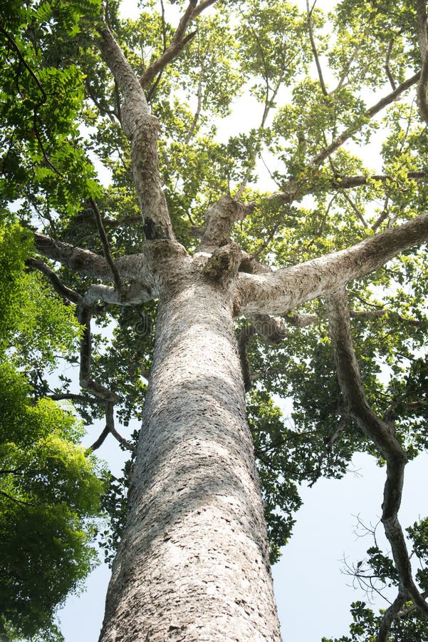 Big Tree : Looking Up Large Tree Remaining in the Wild Today. Stock ...