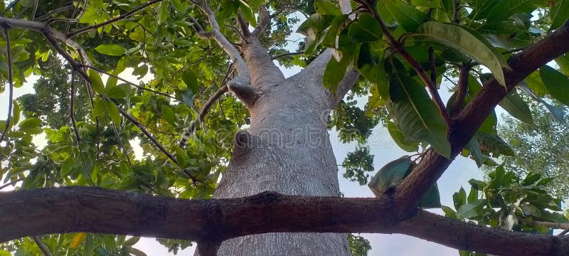 Big Tree Looks Sturdy and Towering with a Unique Shape Stock Photo ...