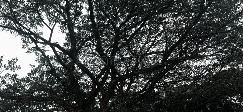 A Big Tree, Lots of Creeping Leaves Stock Photo - Image of leaves ...