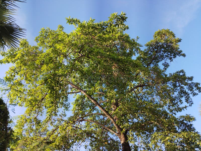 Big Tree Low Angle View with Blue Sky. Stock Photo - Image of sunlight ...