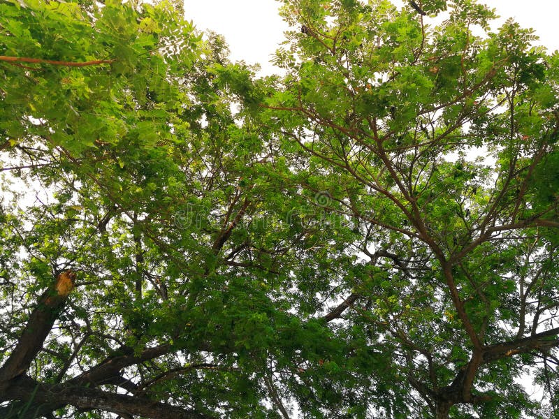 Big Tree with Lush Foliages and Long Branches. Stock Photo - Image of ...