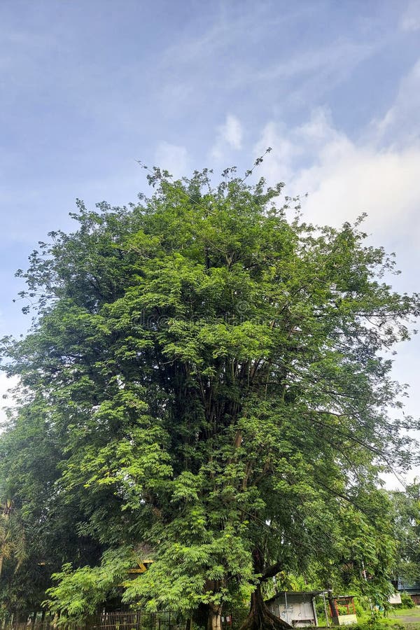 Big Tree with Lush Leaves Exposed To Sunlight Stock Photo - Image of ...