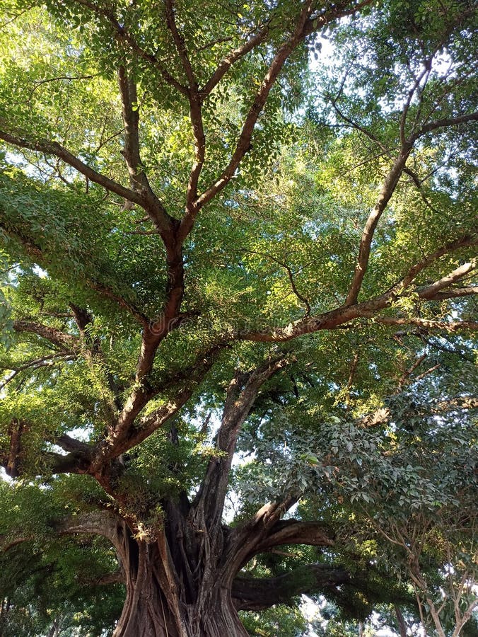Big Tree with Many Branches Stock Photo - Image of branches, forest ...