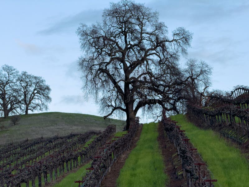 A Big Tree with Many Branches Next To a Row of Grass Stock Photo ...