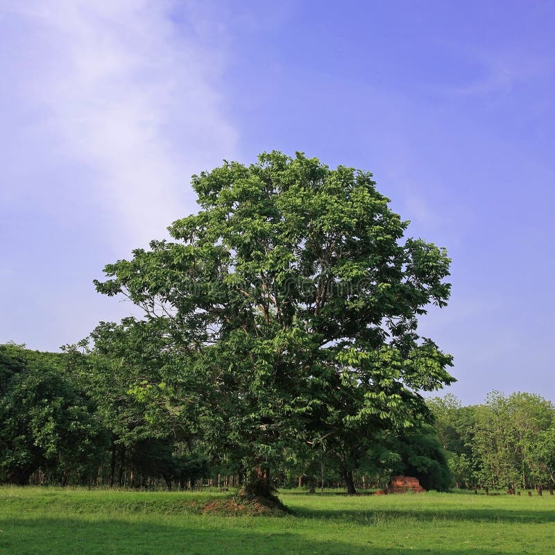 Big tree in meadow stock image. Image of clear, blue - 34600587