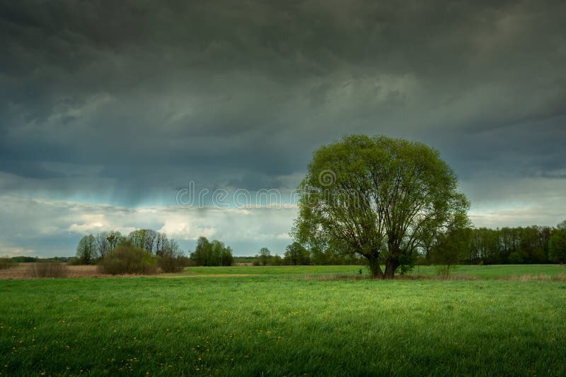 Big Tree in the Meadow and Rainy Sky Stock Photo - Image of countryside ...