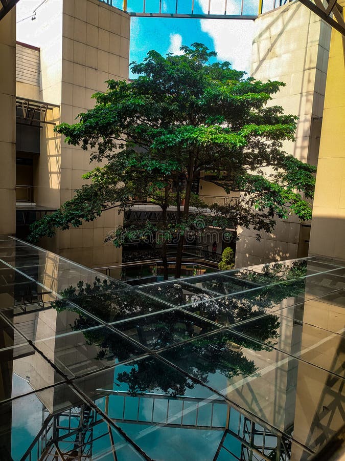 Big Tree in the Middle of the Building Stock Photo - Image of greentree ...